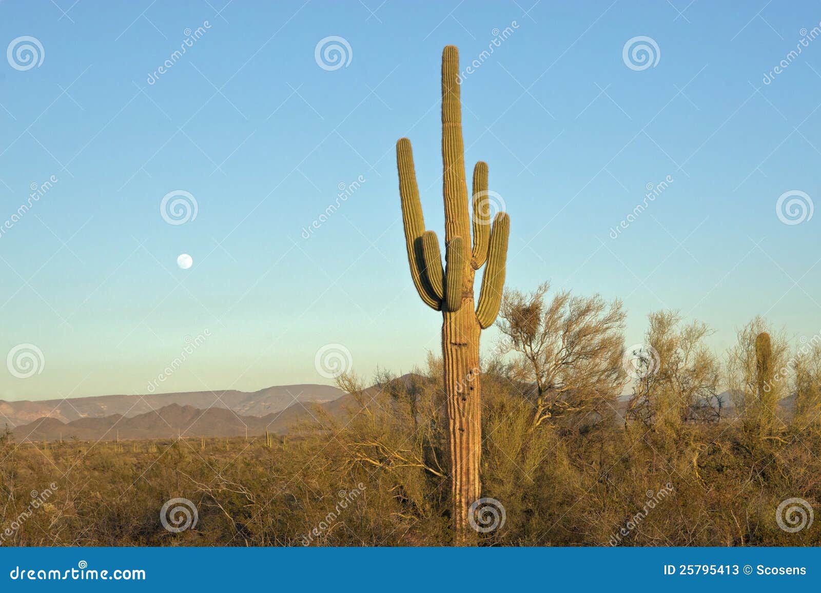 Saguaro Cactus with Full Moon Stock Image - Image of moon, arizona ...