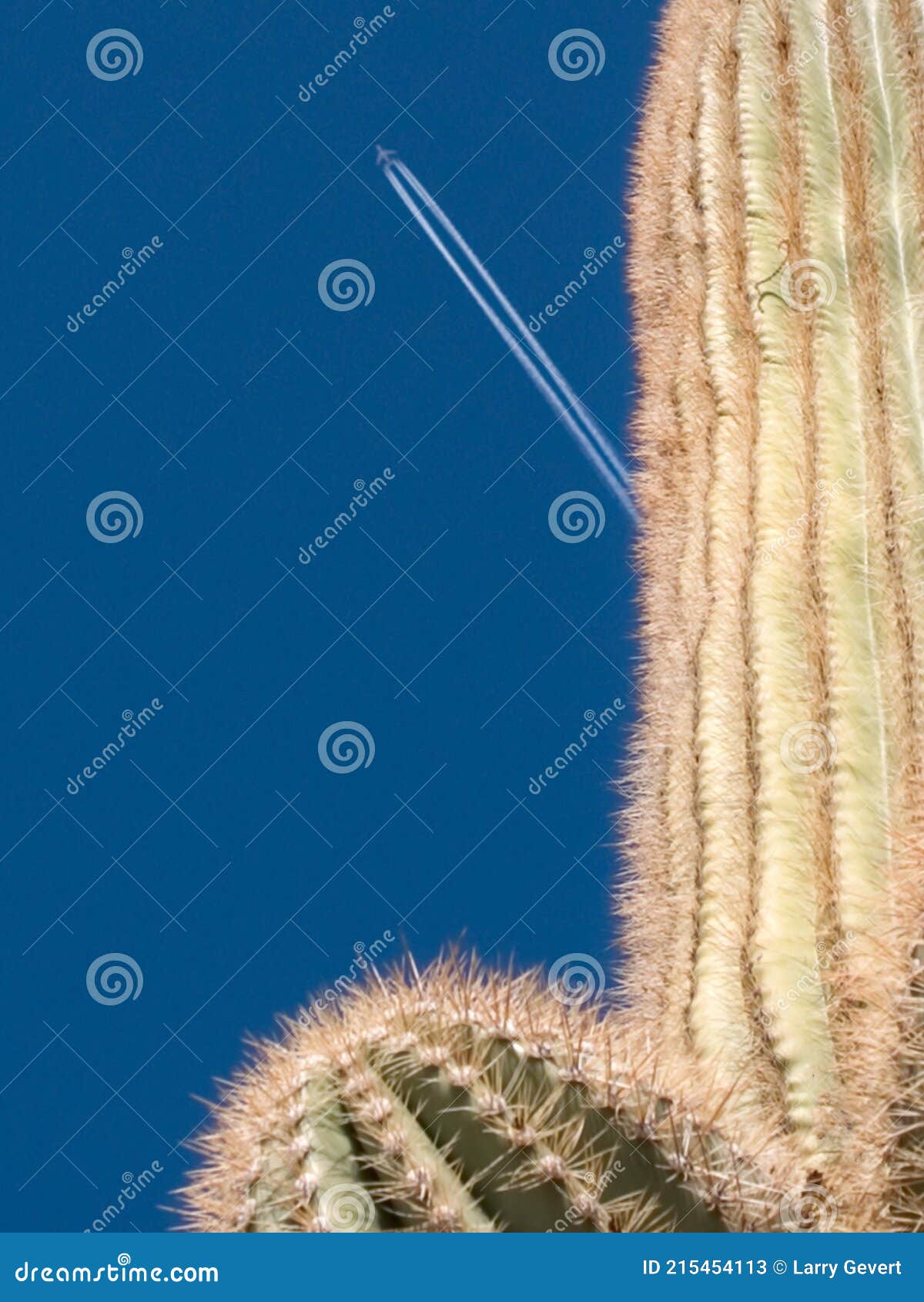 Saguaro Cactus and a Jet Flyover Stock Image - Image of arid ...