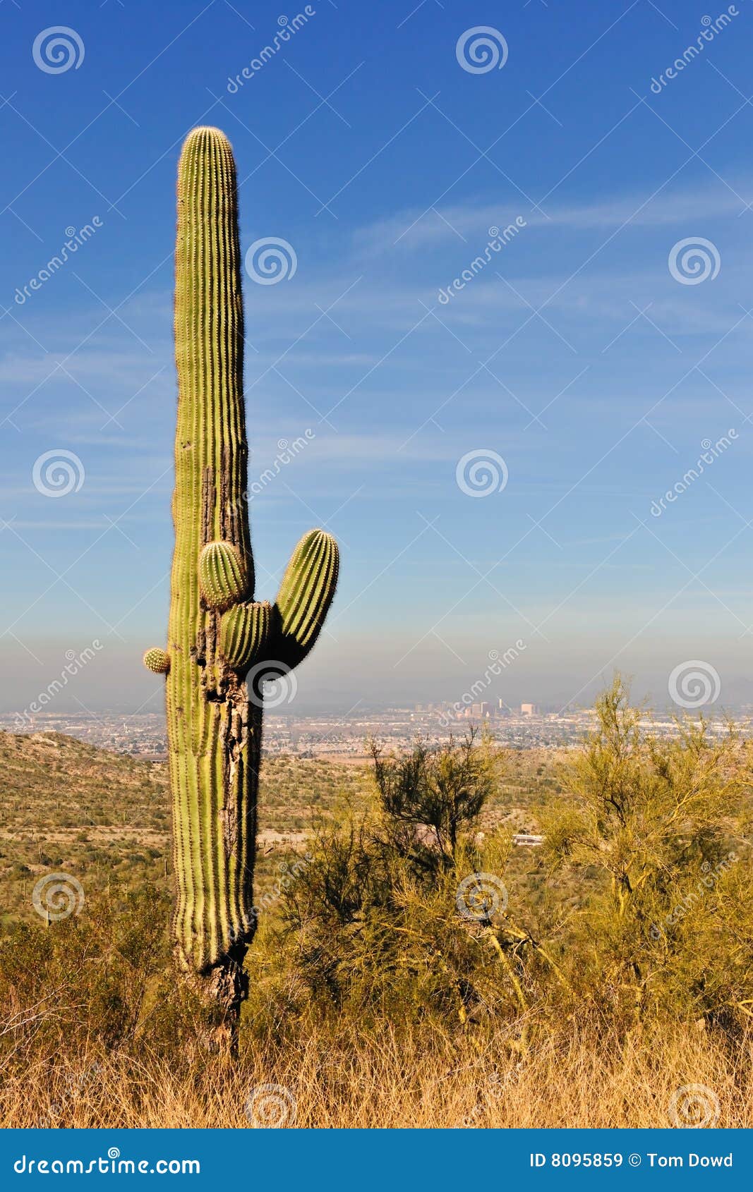 Saguaro cactus Phoenix stock image. Image of outdoor, city - 8095859