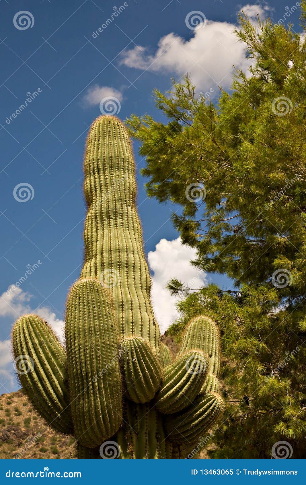 Saguaro Cactus and Pine Tree Under a Blue Sky Stock Image - Image of ...