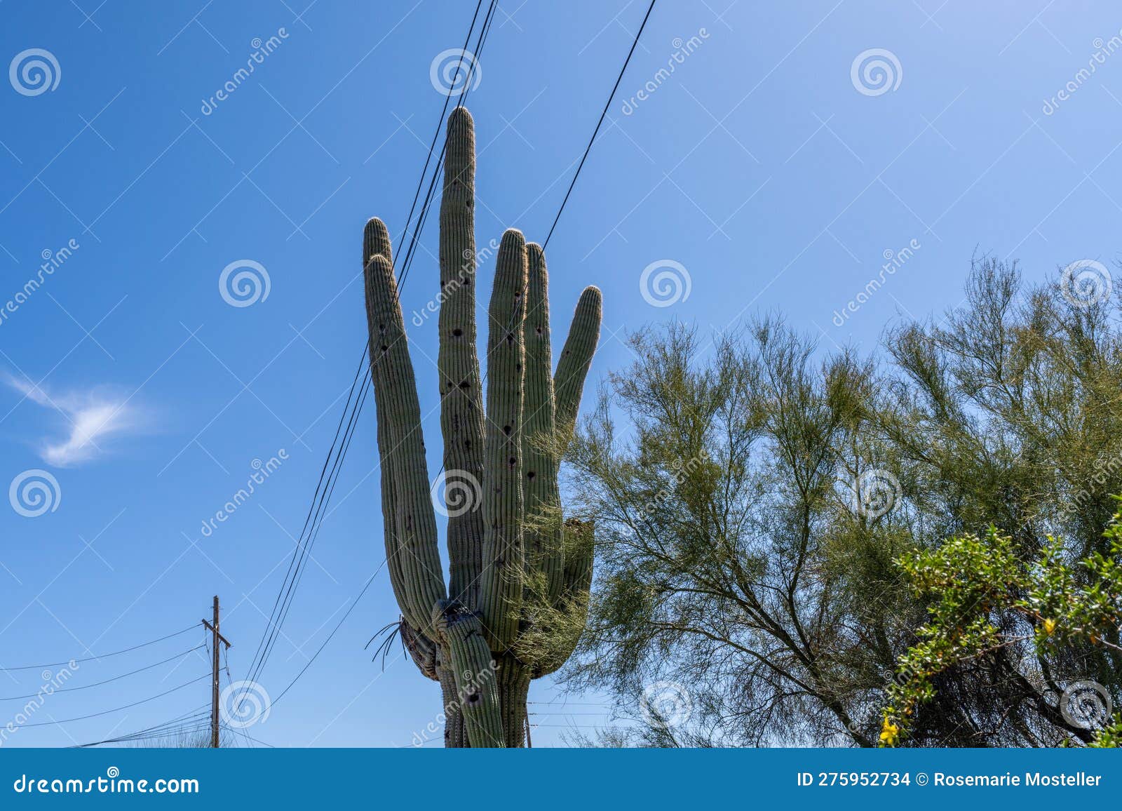 Saguaro Cactus with Power Lines Stock Photo - Image of arizona ...