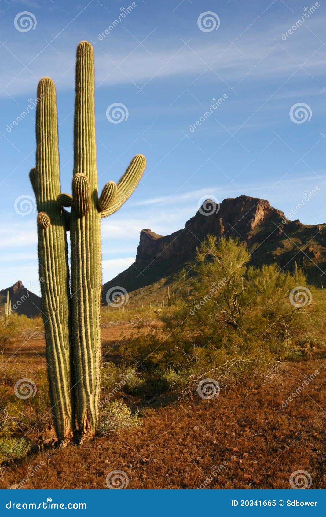 Saguaro Cactus, Sonoran Desert at Sunrise Stock Image - Image of ...