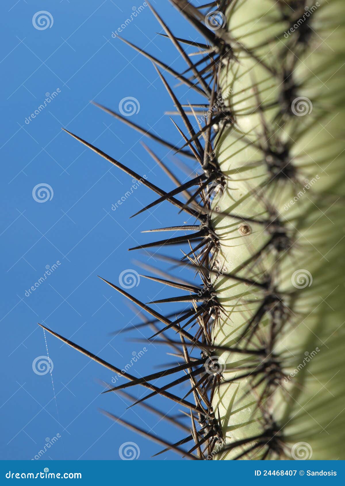 Saguaro cactus spines stock image. Image of cacti, cactus - 24468407