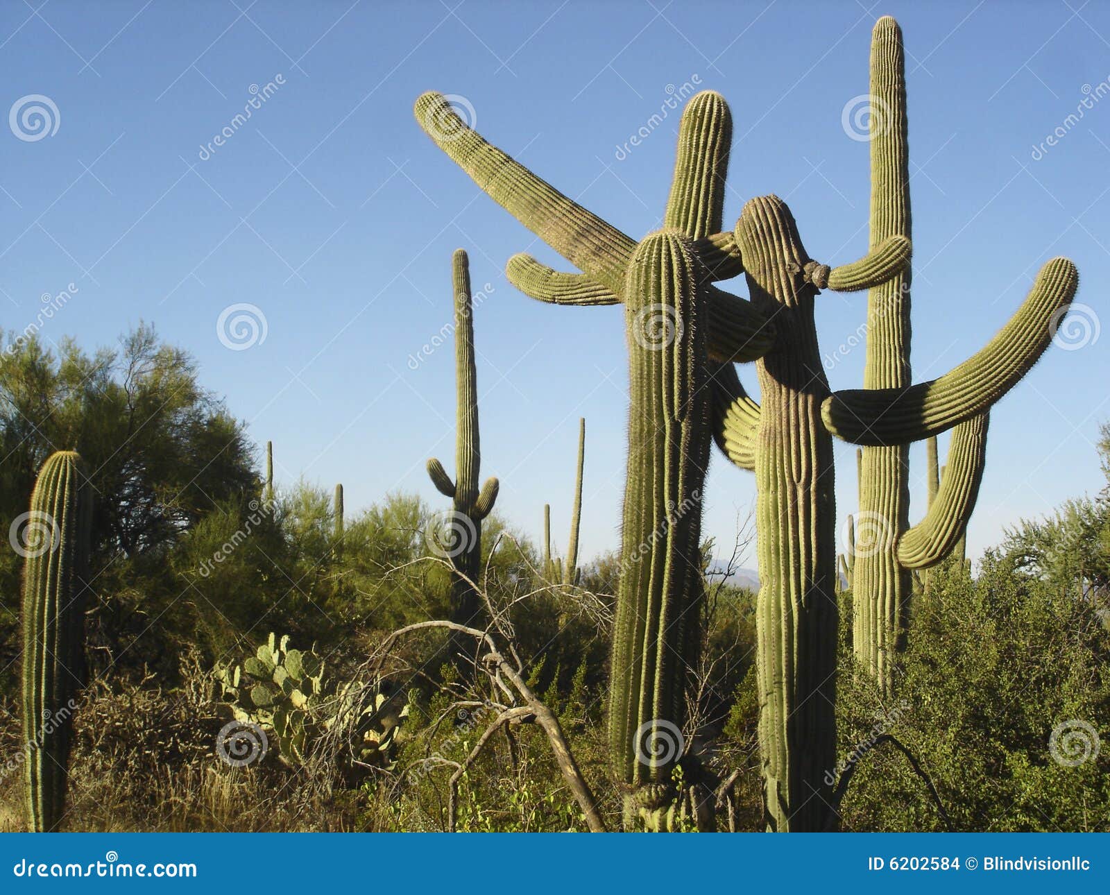 Ancient Saguaro Cactus Tree Silhouette Royalty-Free Stock Photo ...