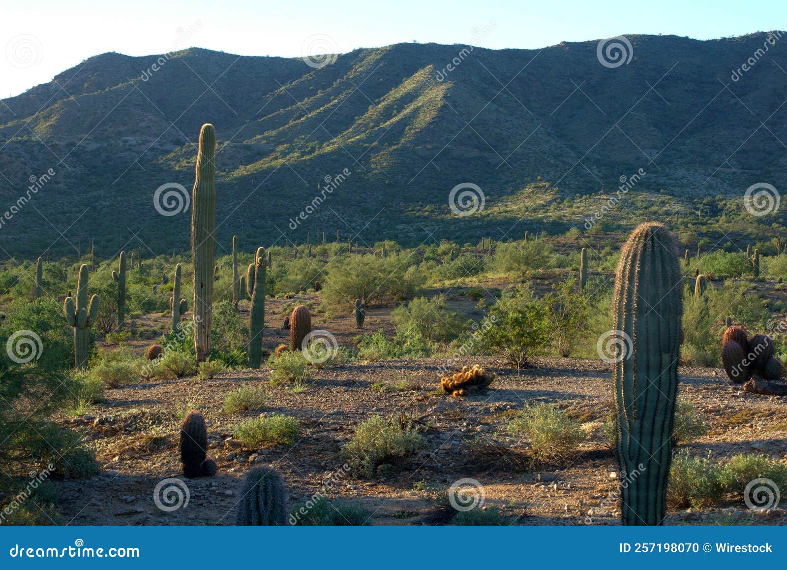 Saguaro Cactus on a Sunny Day Stock Photo - Image of leaf, desert ...