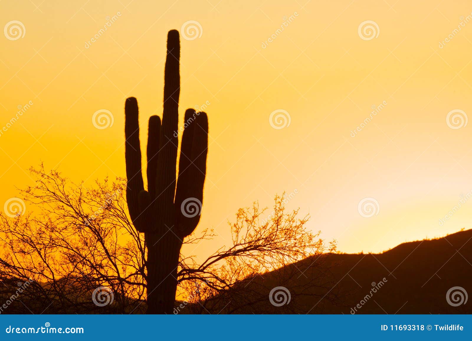 Saguaro Cactus in Sunset stock photo. Image of saguaro - 11693318