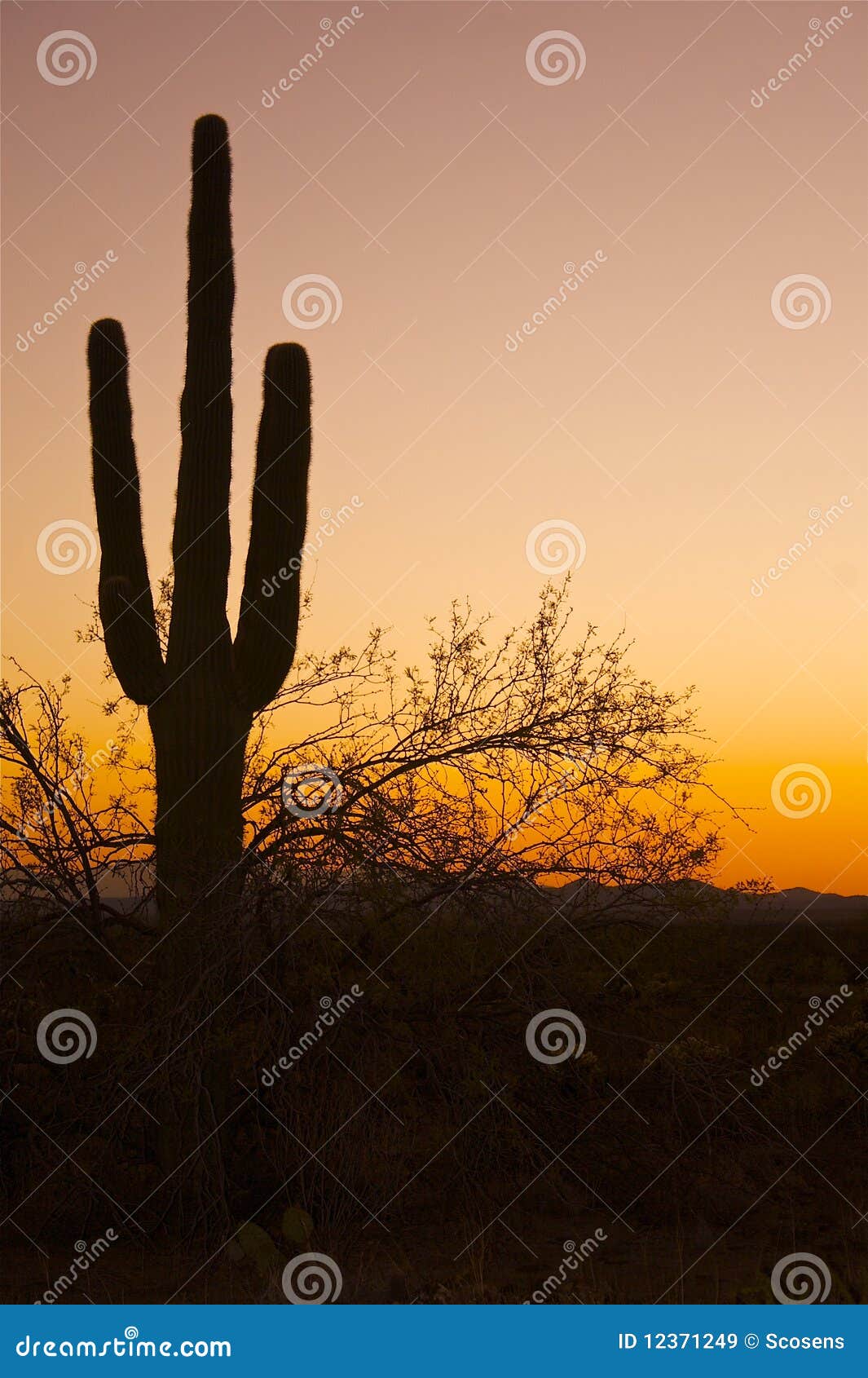 Saguaro Cactus in Sunset stock image. Image of prickly - 12371249