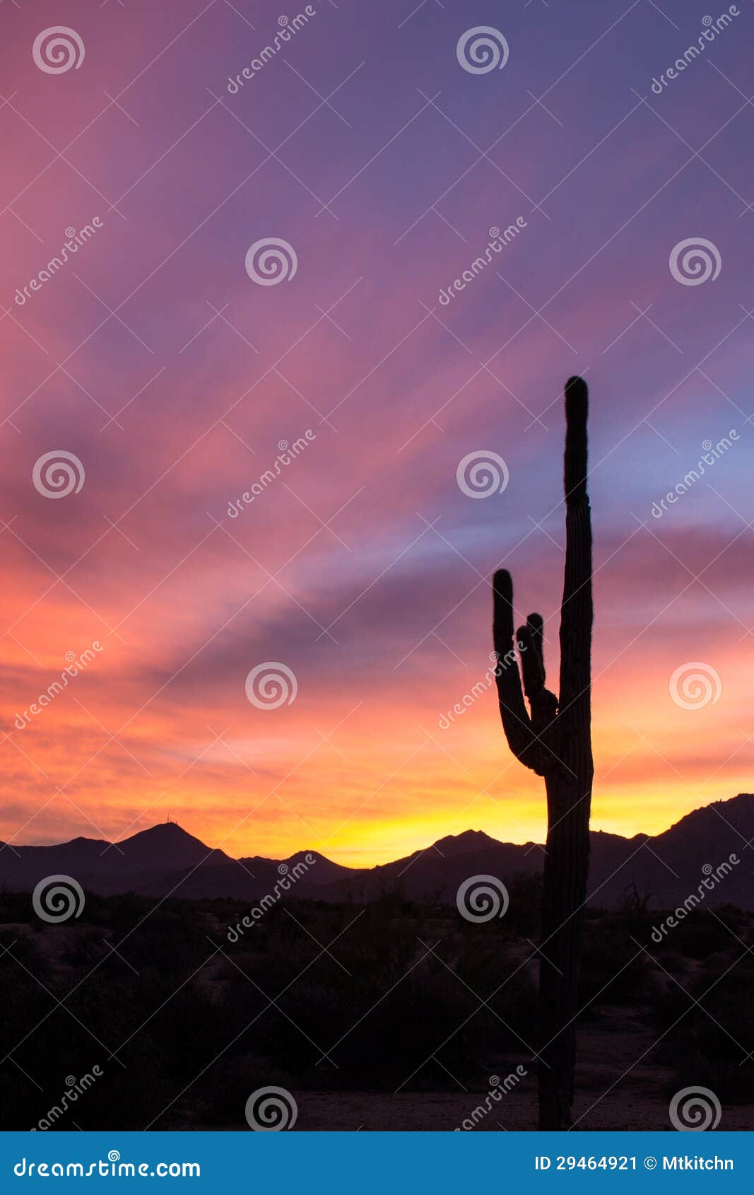Saguaro cactus at sunset stock image. Image of silhouette - 29464921