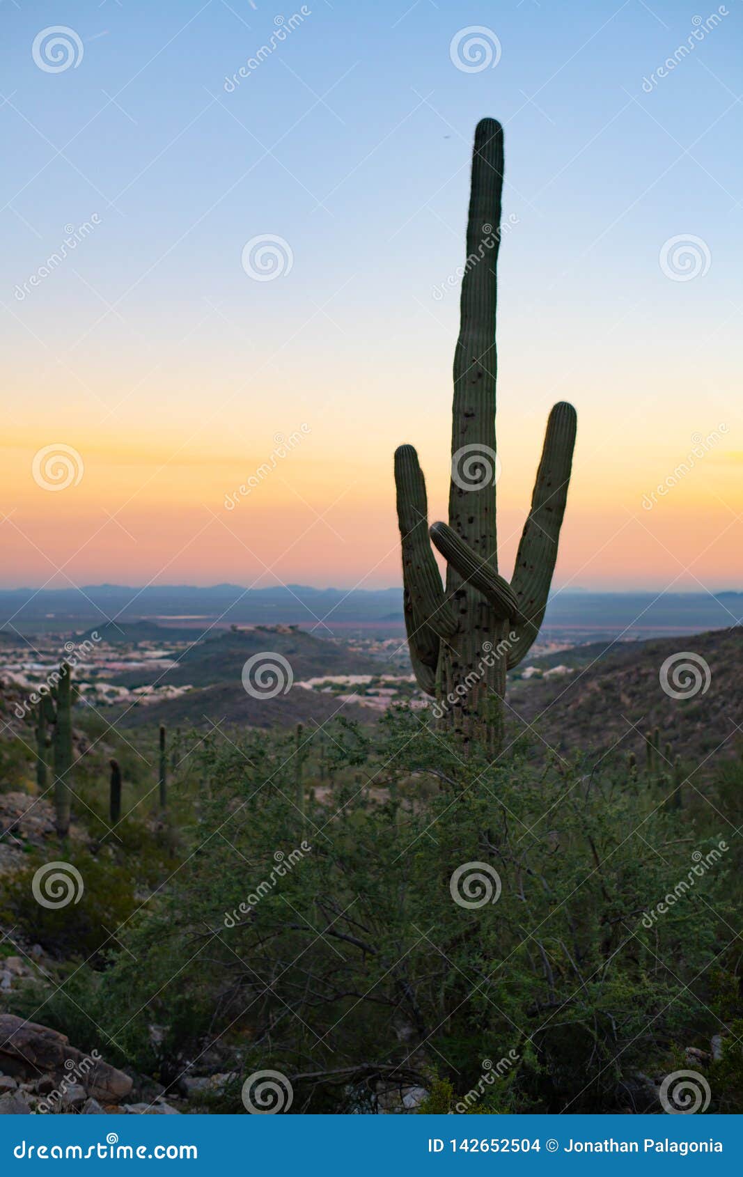 Saguaro Cactus Sunset Arizona Stock Photo - Image of sunset, beautiful ...