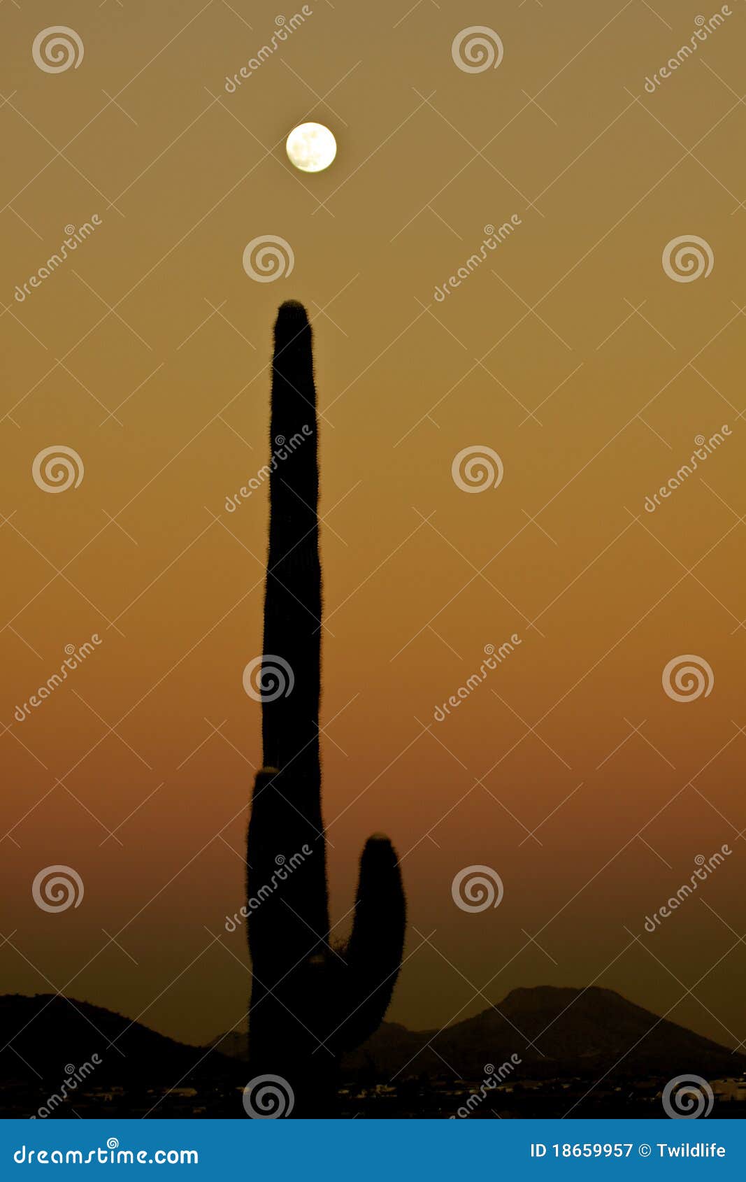 Saguaro Cactus in Sunset and Full Moon Stock Image - Image of desert ...