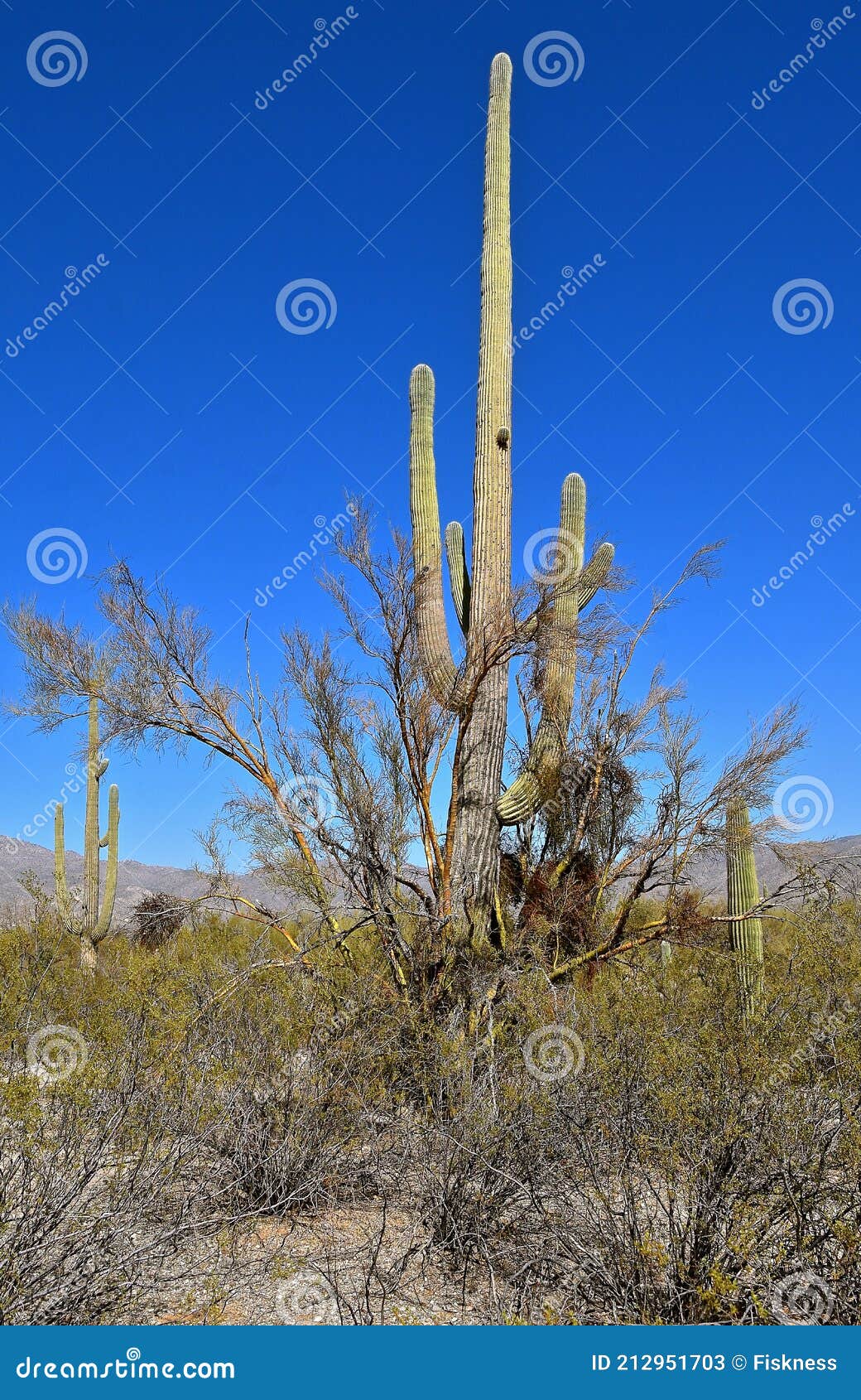 Isolated Tall Saguaro Cactus Tree Stock Image - Image of saguaro ...