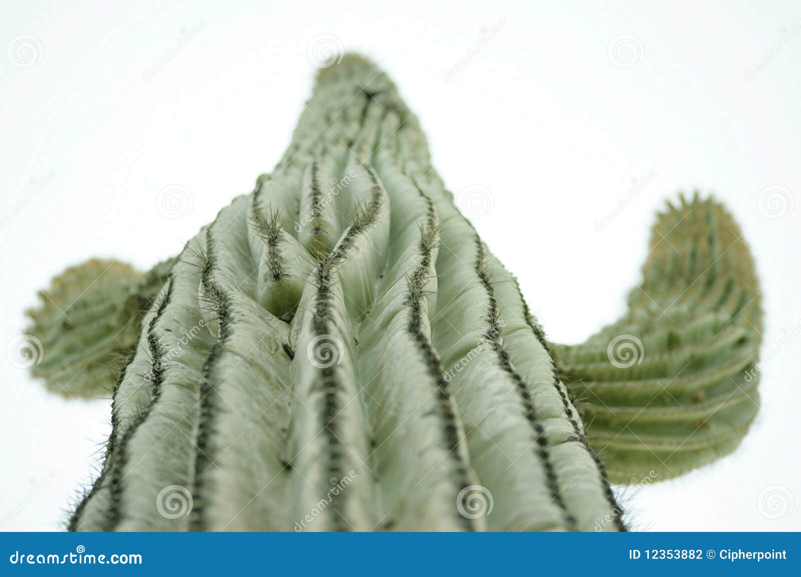 Saguaro Cactus View stock photo. Image of tine, america - 12353882