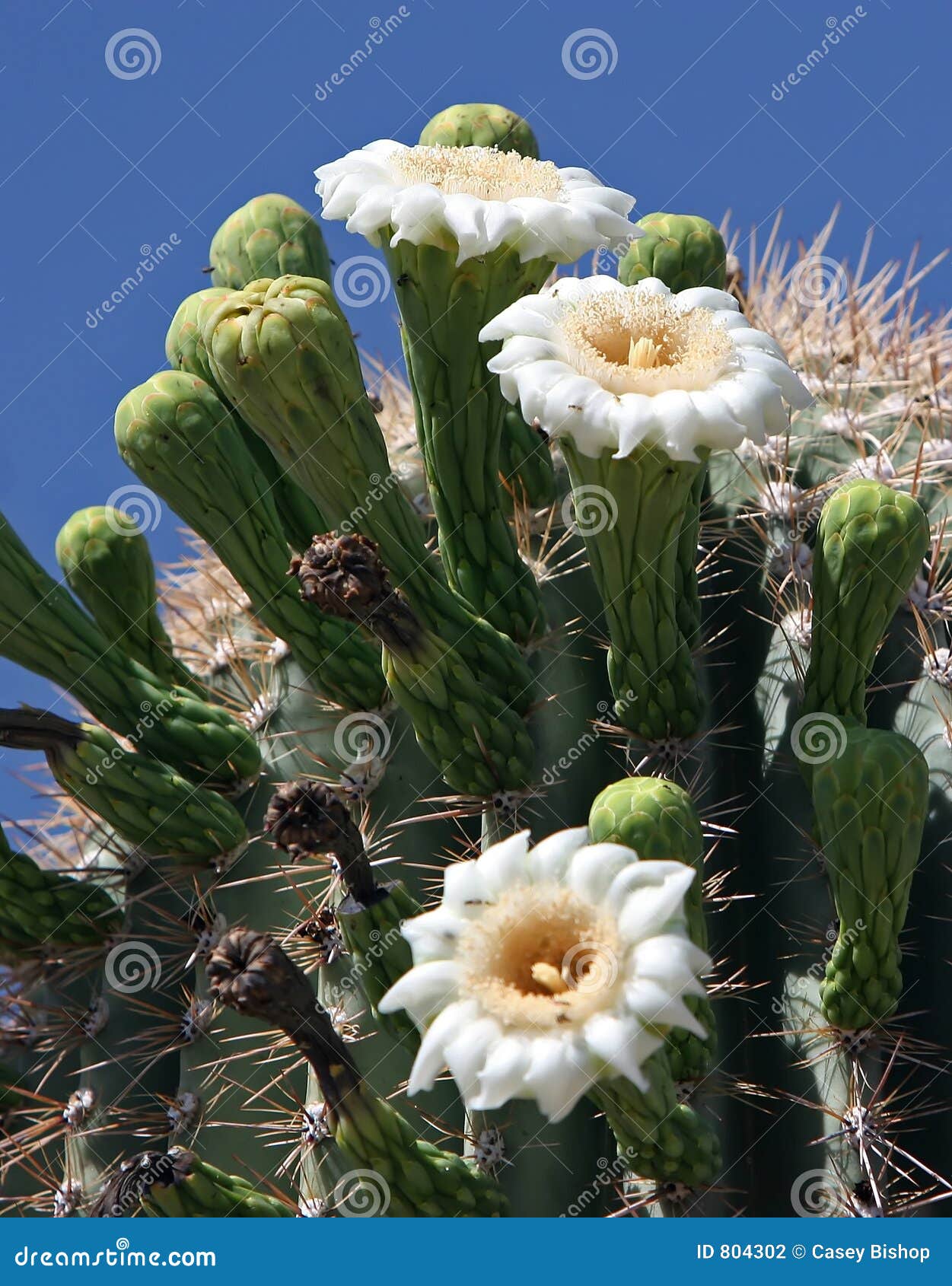 Saguaro flowers stock photo. Image of blooming, desert - 804302