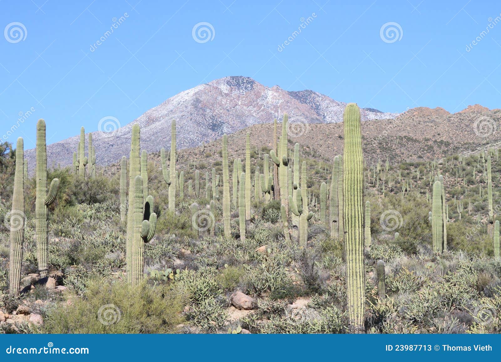 USA, Arizona/Mazatzal Mountain Range: Saguaro Foothills in Winter Stock ...