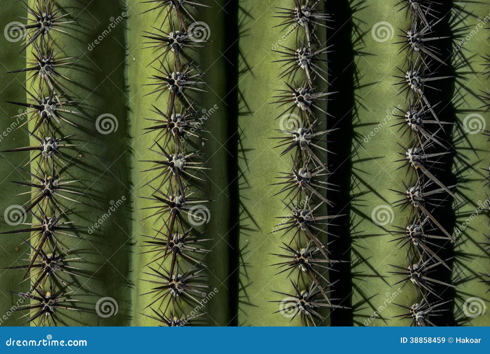 Saguaro Spines, Saguaro National Park Stock Image - Image of gigantea ...