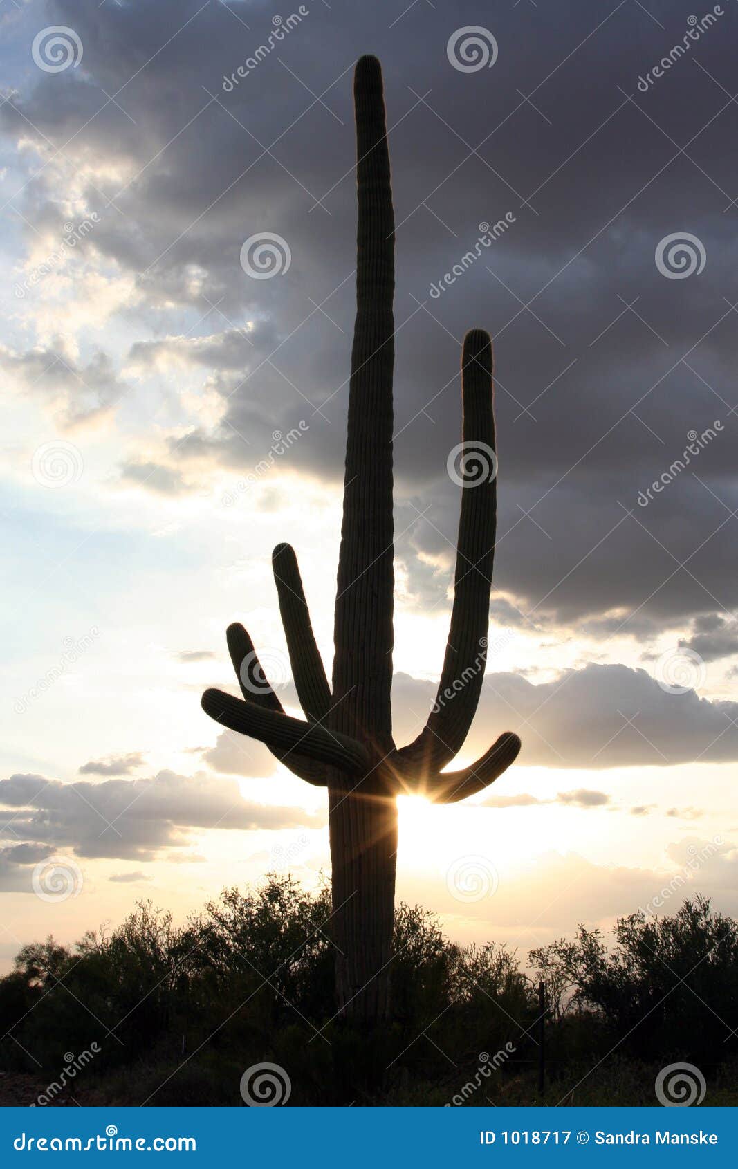 Saguaro with Sun stock image. Image of tree, states, tucson - 1018717