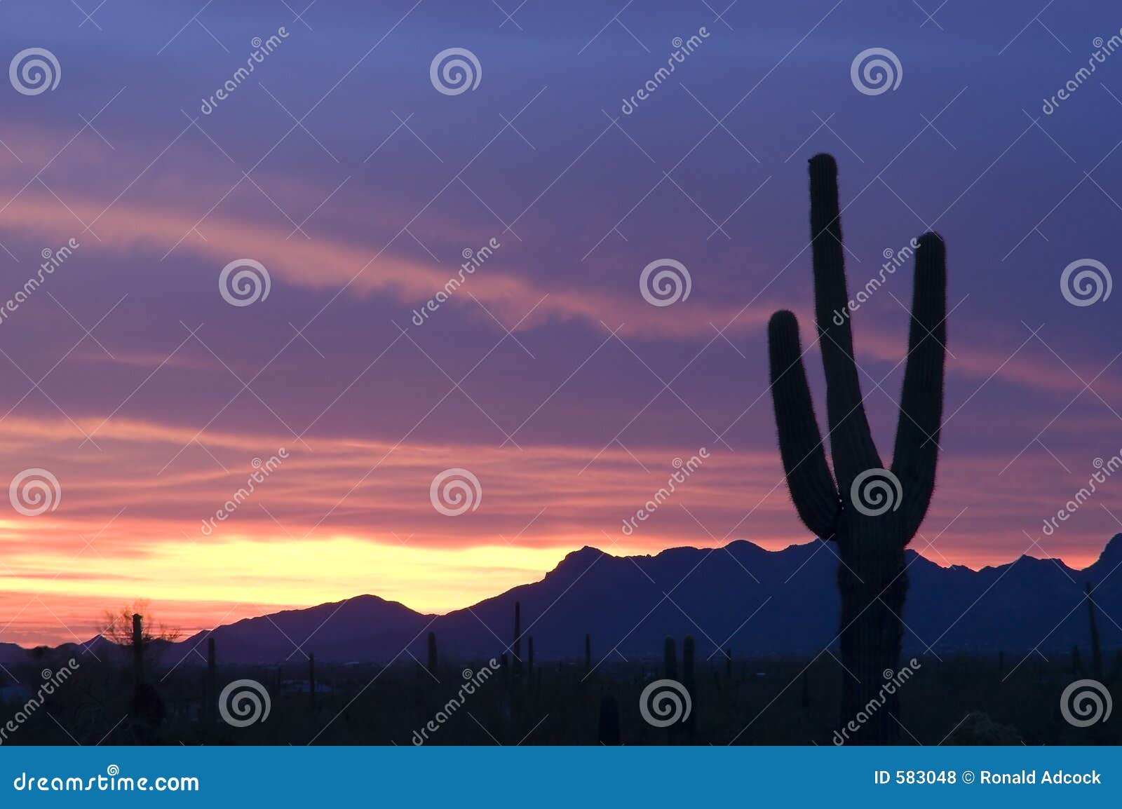 Saguaro at Sunset stock photo. Image of bush, sharp, backlit - 583048