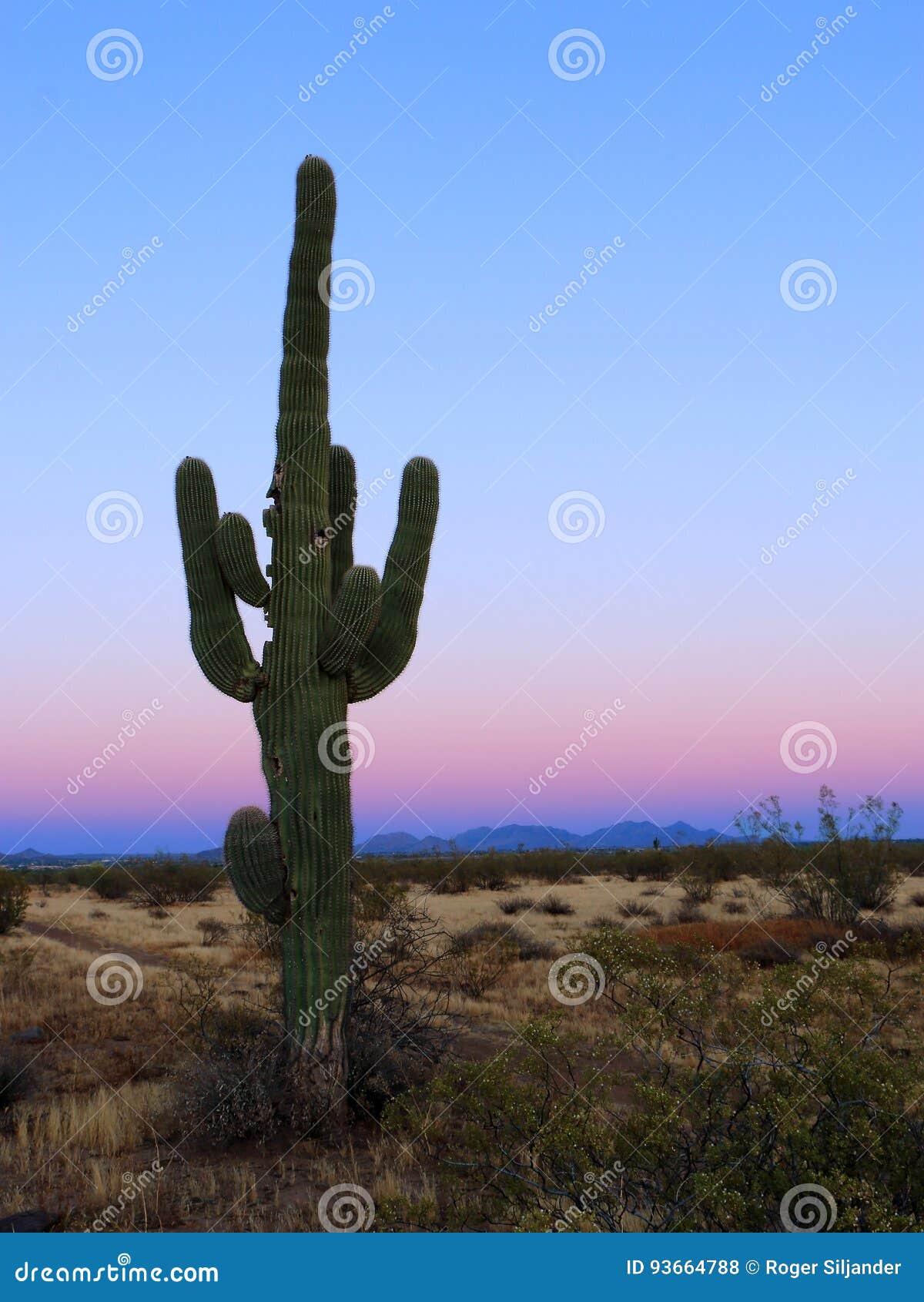 Saguaro Sunset stock photo. Image of saguaro, sonoran - 93664788