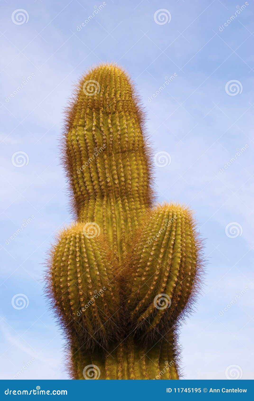 Saguaro In Vorm Van Een Fallus Royalty-vrije Stock Foto - Beeld: 11745195