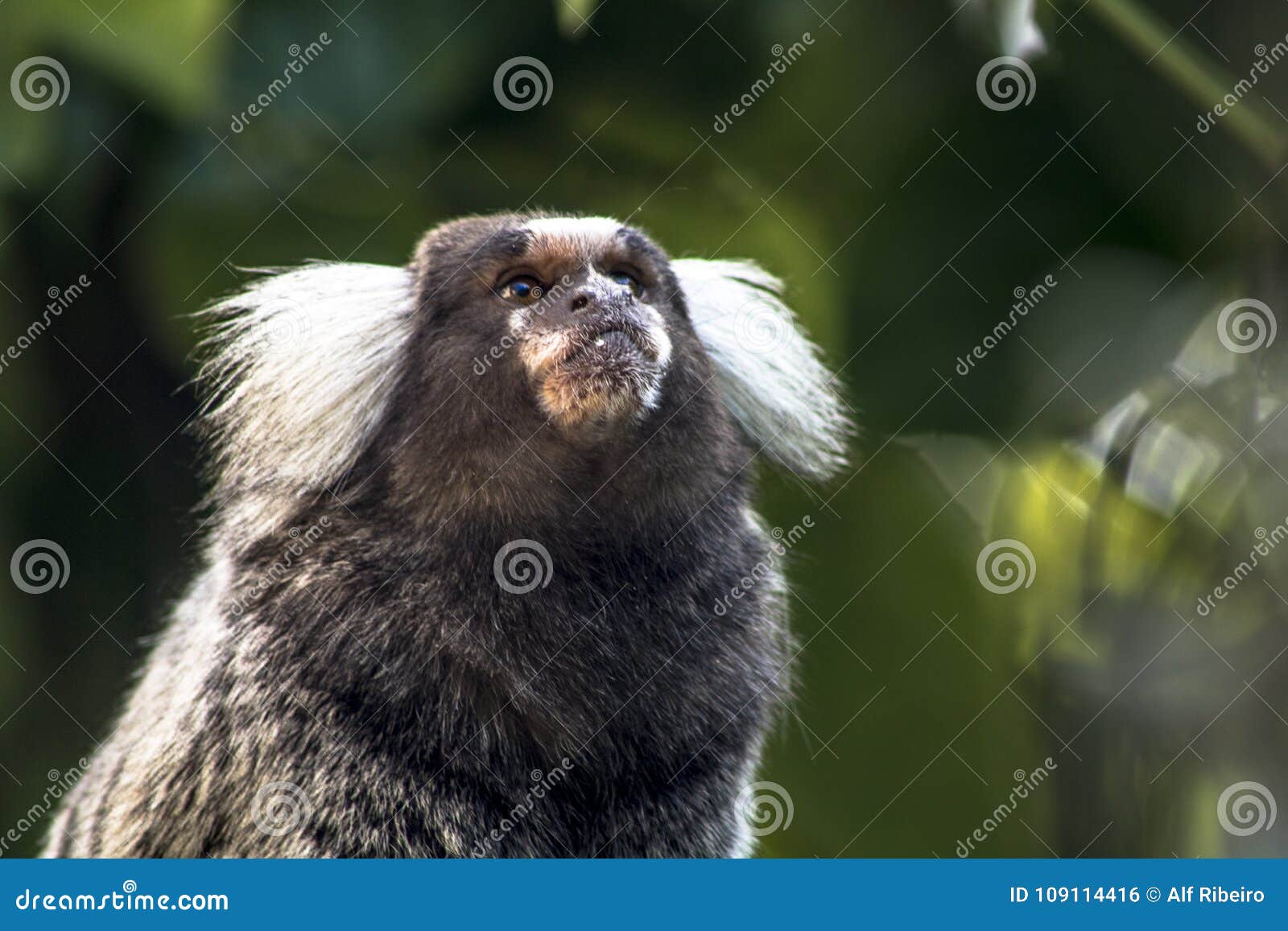 Sagui stock foto. Image of bekend, klein, openlucht - 109114416