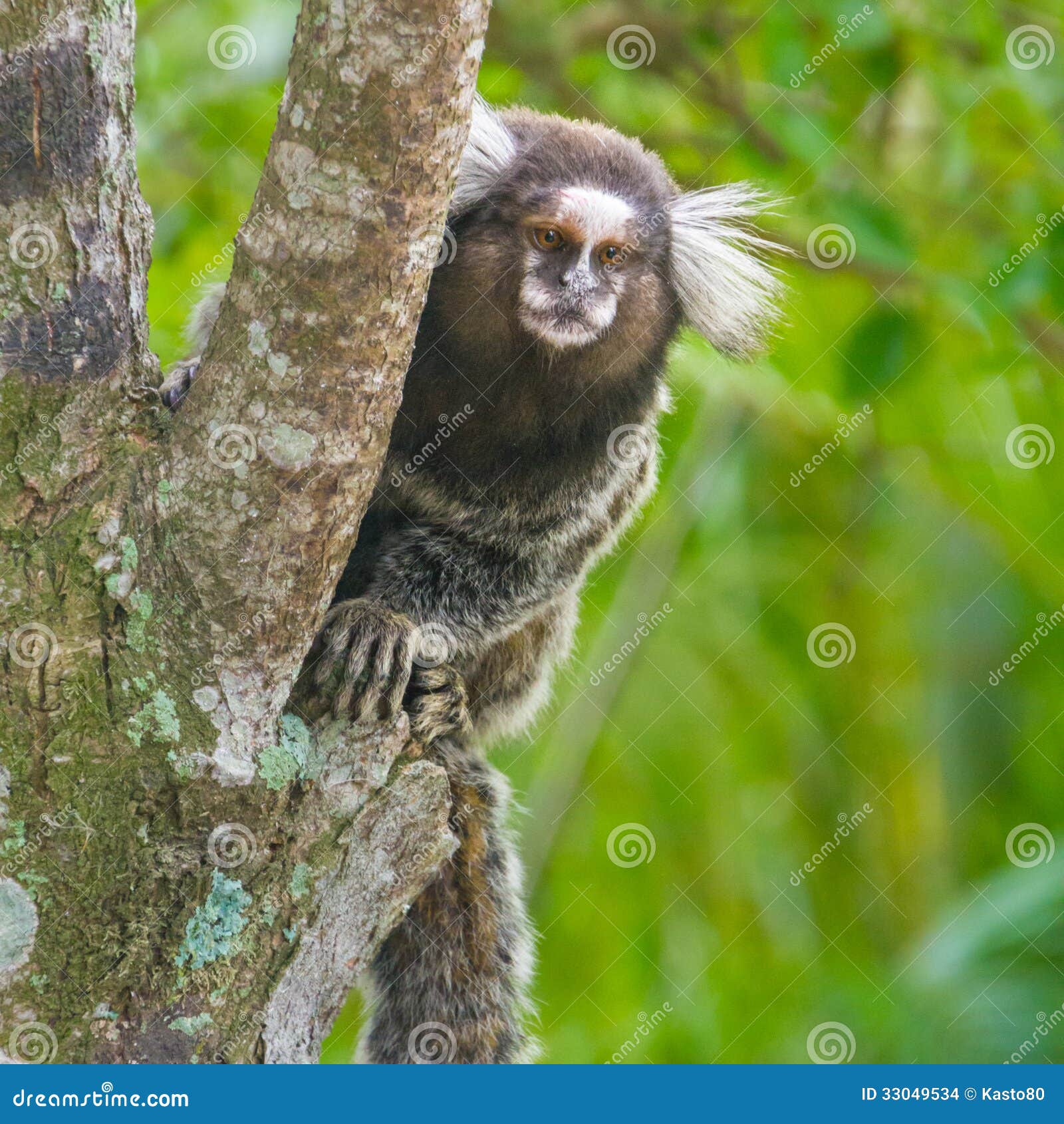 Sagui Comum - Jacchus Do Callithrix. Foto de Stock - Imagem de tropical ...