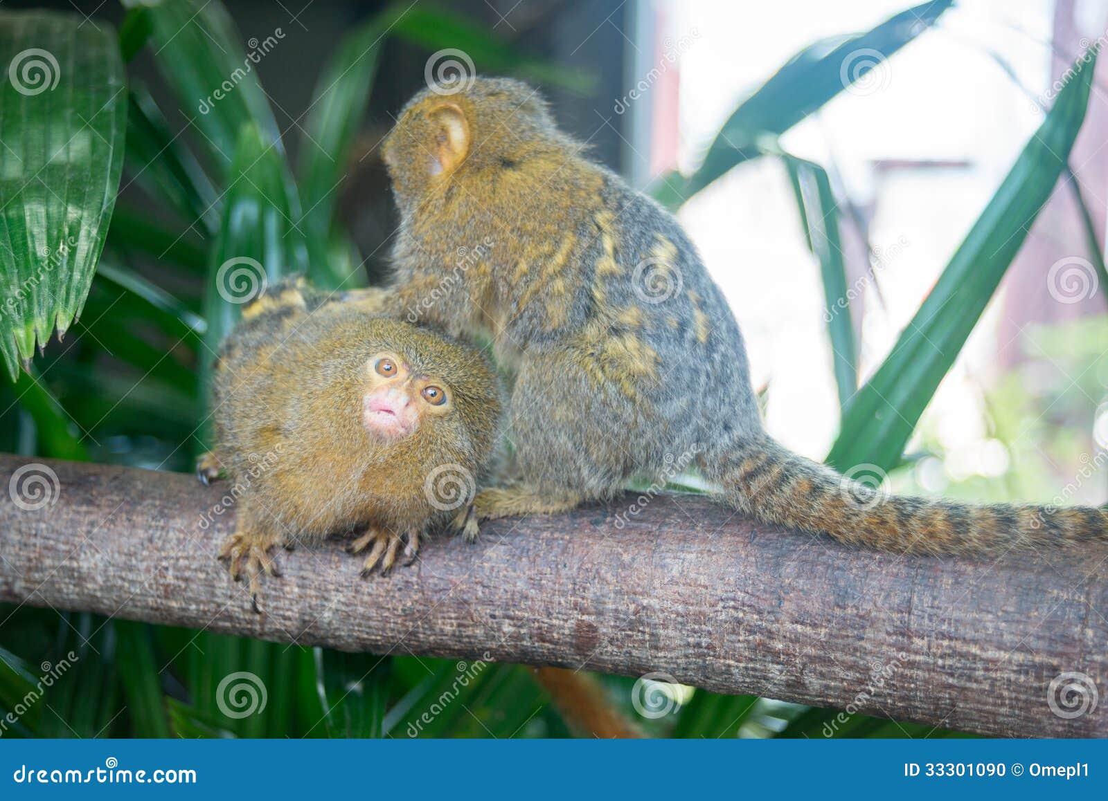 Sagui de pigmeu foto de stock. Imagem de cuidado, mundo - 33301090