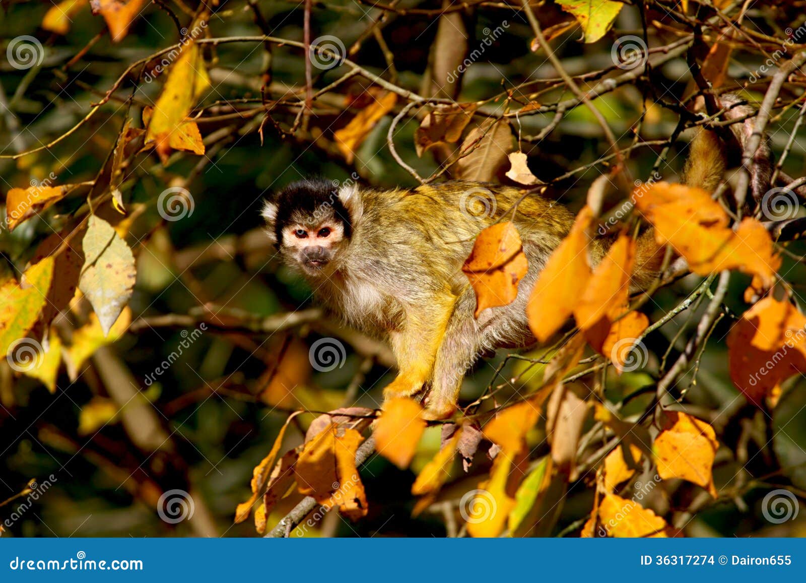 Sagui do macaco foto de stock. Imagem de pequeno, vida - 36317274