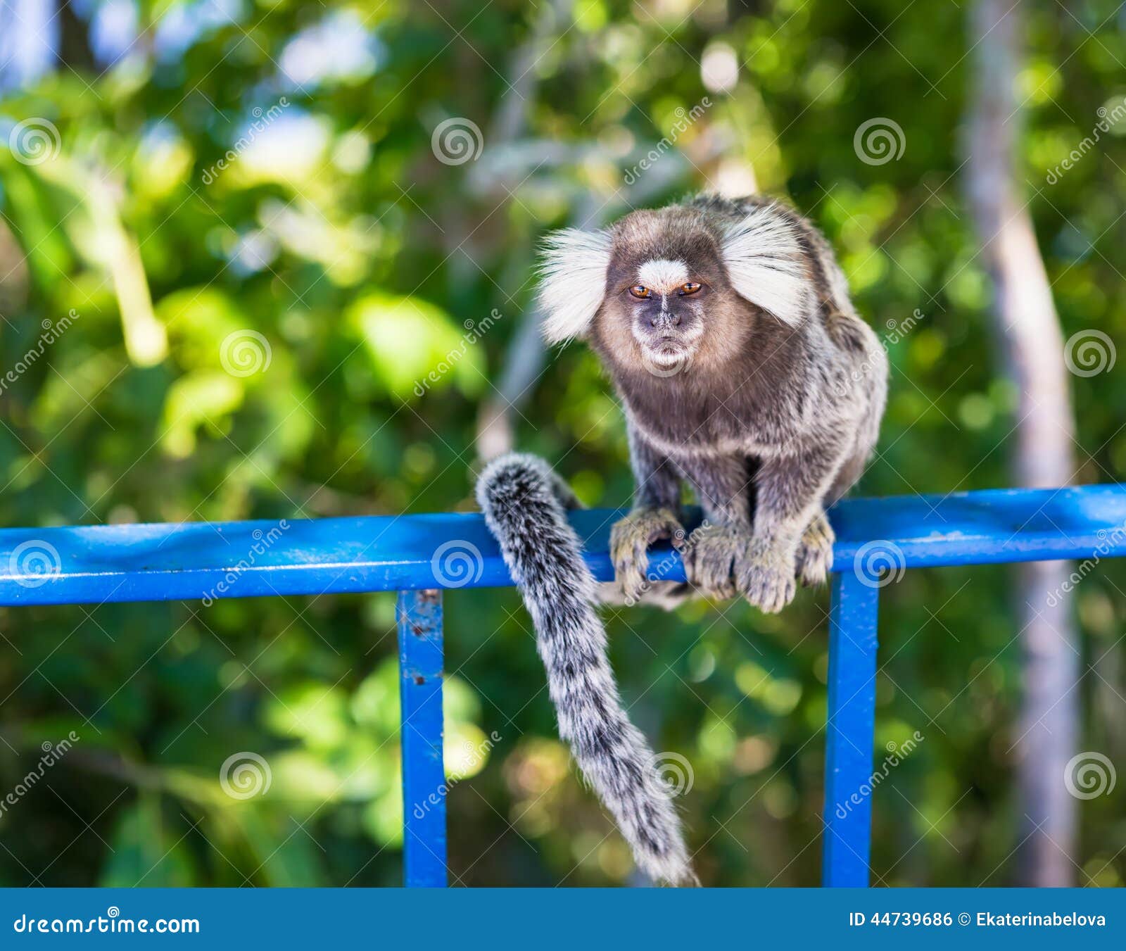 Sagui Do Macaco Em Rio De Janeiro Foto de Stock - Imagem de turista ...