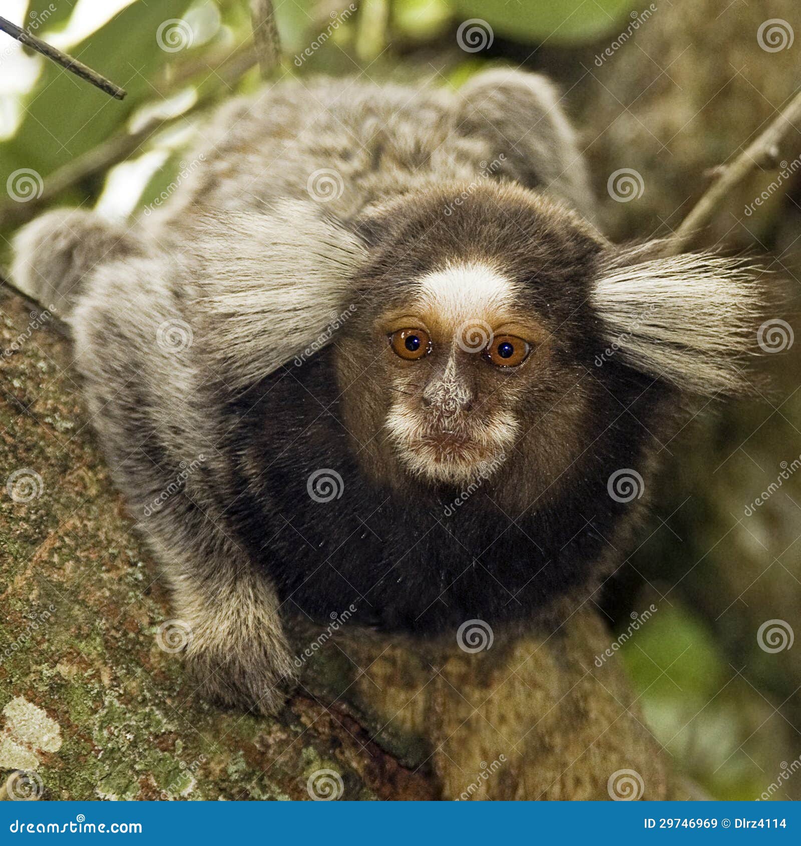 Sagui Dwarf Monkey stock image. Image of america, climb - 29746969