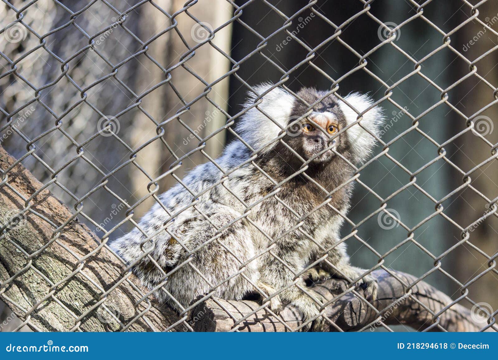 Marmoset. Sagui Monkey on Cage. Stock Photo - Image of monkey, wildlife ...