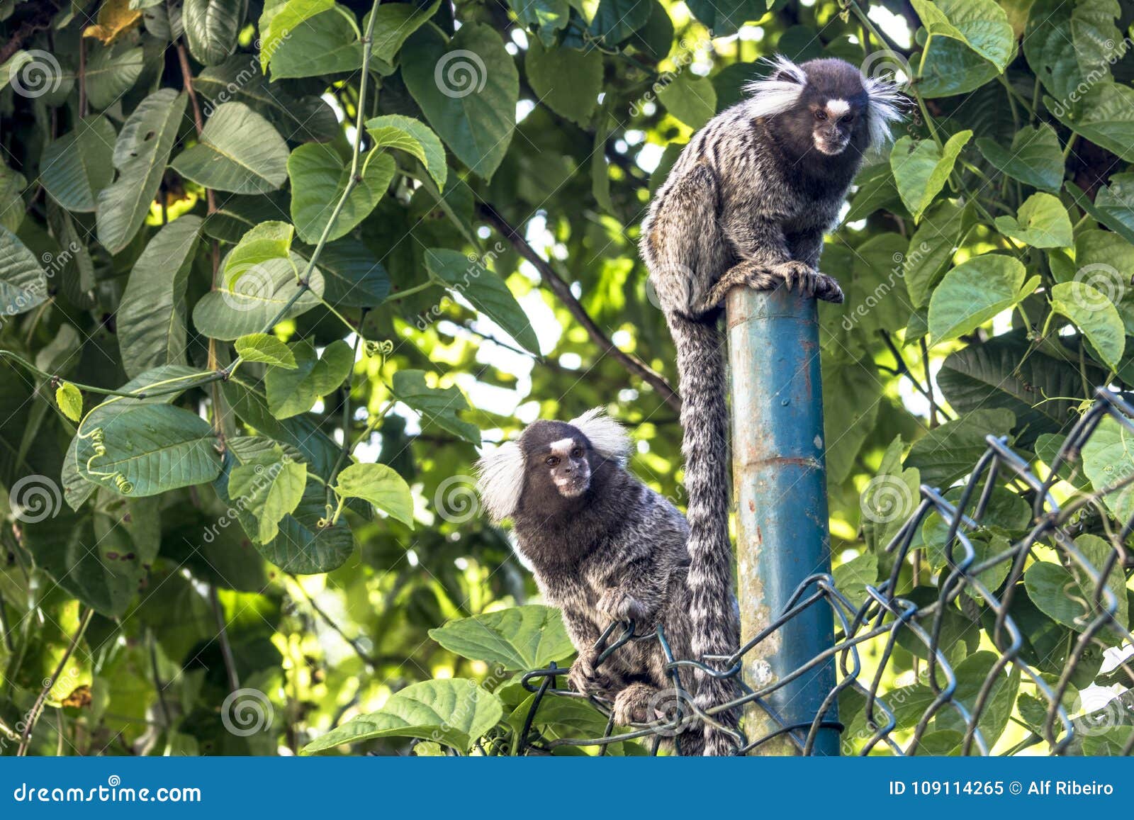 Sagui stock image. Image of forest, hair, brazil, outdoor - 109114265