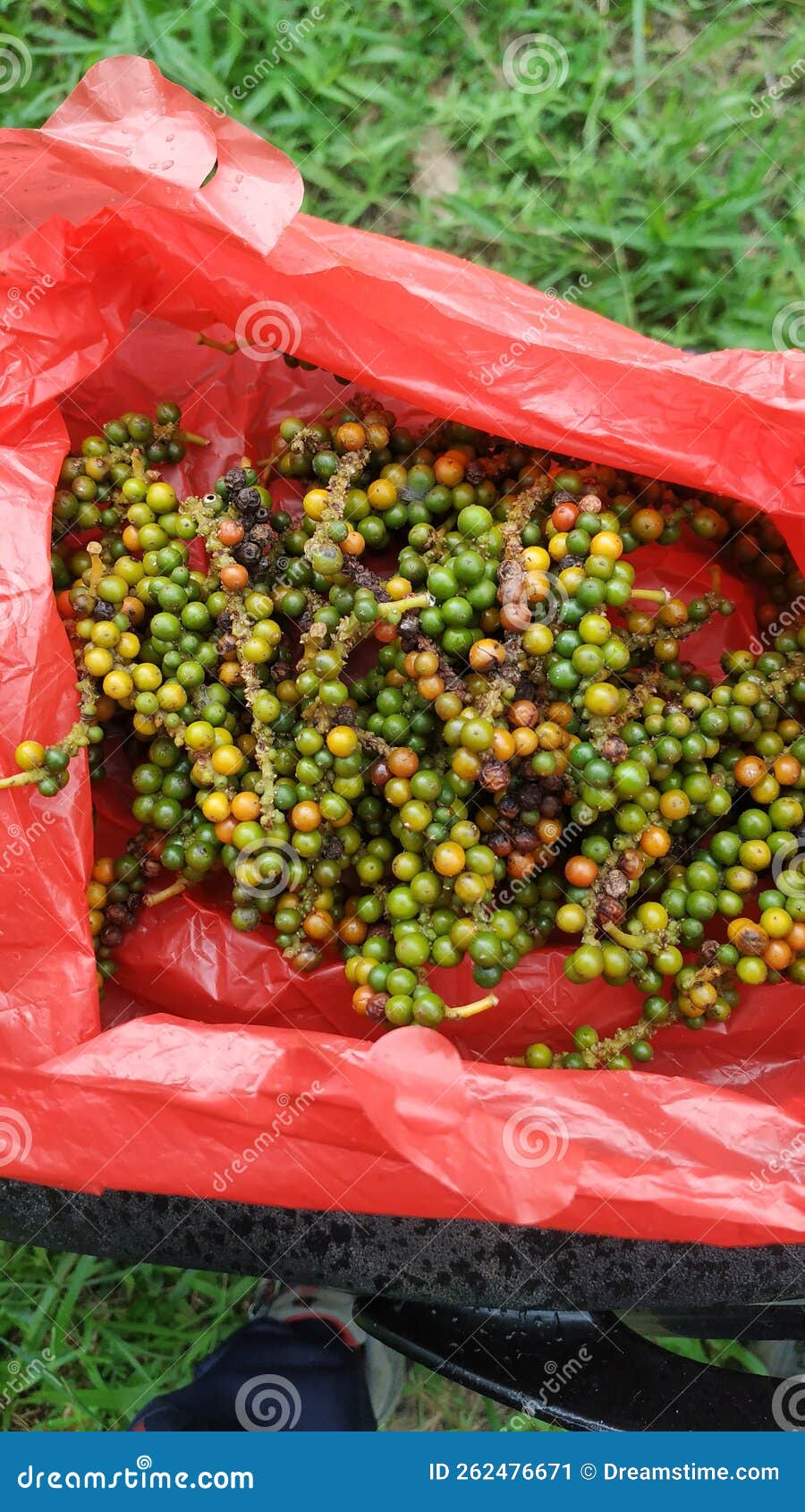 Sahang or papper stock image. Image of produce, plant - 262476671