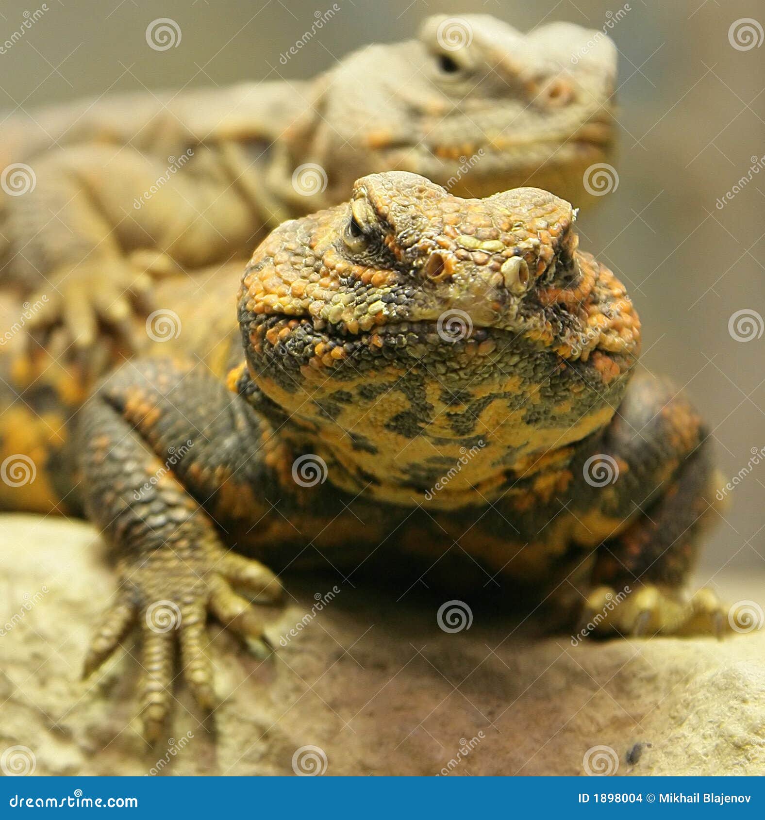 Sahara Dabb Lizard 1 stock photo. Image of scaly, spotted - 1898004