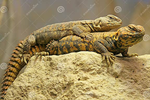 Sahara Dabb Lizard 2 stock image. Image of nature, strange - 1898049