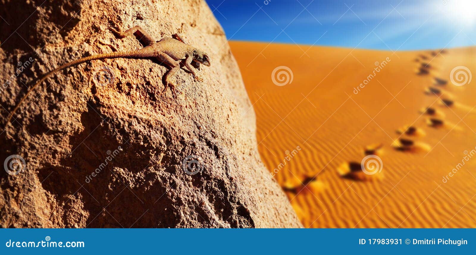 126 Sahara Desert Lizard Stock Photos - Free & Royalty-Free Stock ...