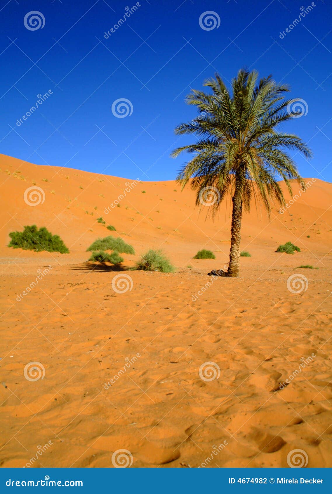 Sahara Desert Trees