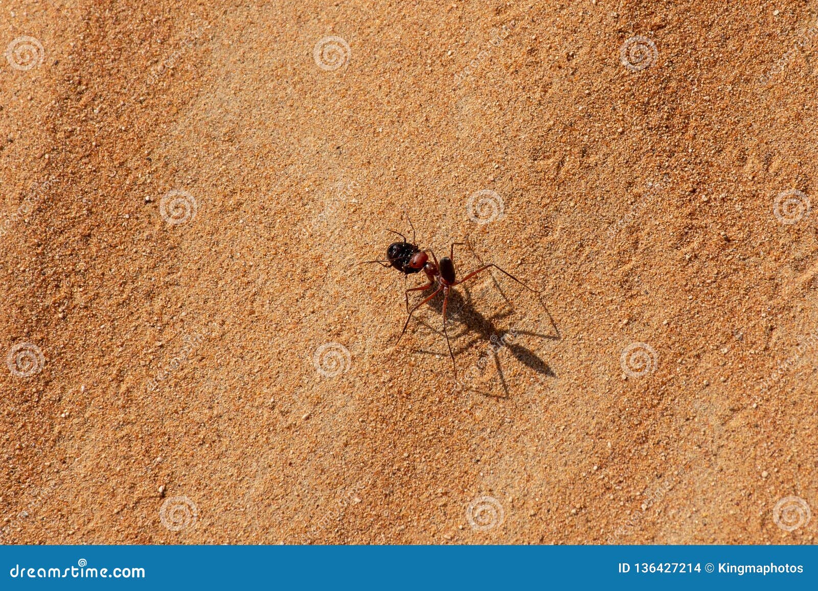Sahara Desert Ant Cataglyphis Bicolor Walking through the Hot Sand ...