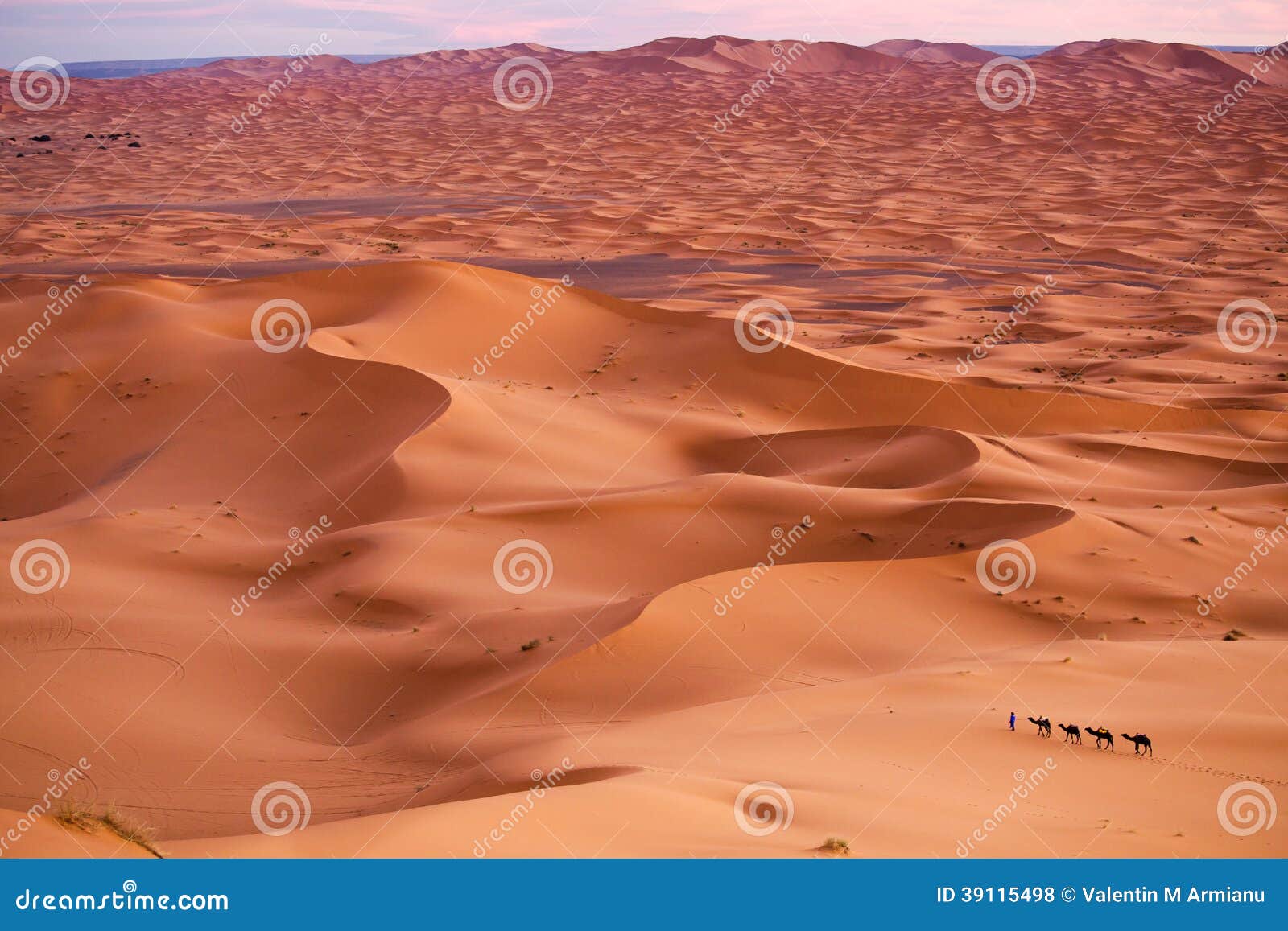 Sahara Desert stock photo. Image of cameleer, emirates - 39115498