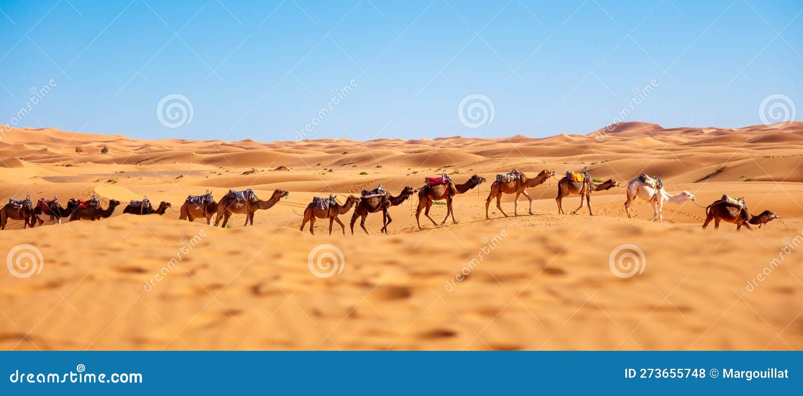 Sahara Desert Dunes and Camel Stock Photo - Image of landscape, beauty ...