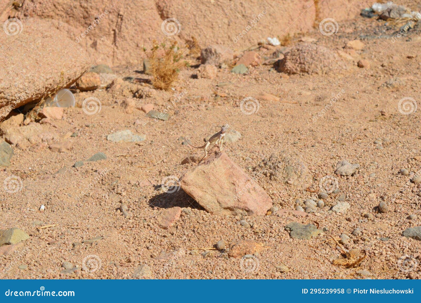 Sahara Desert. Little Chameleon Stock Photo - Image of reptile, rock ...