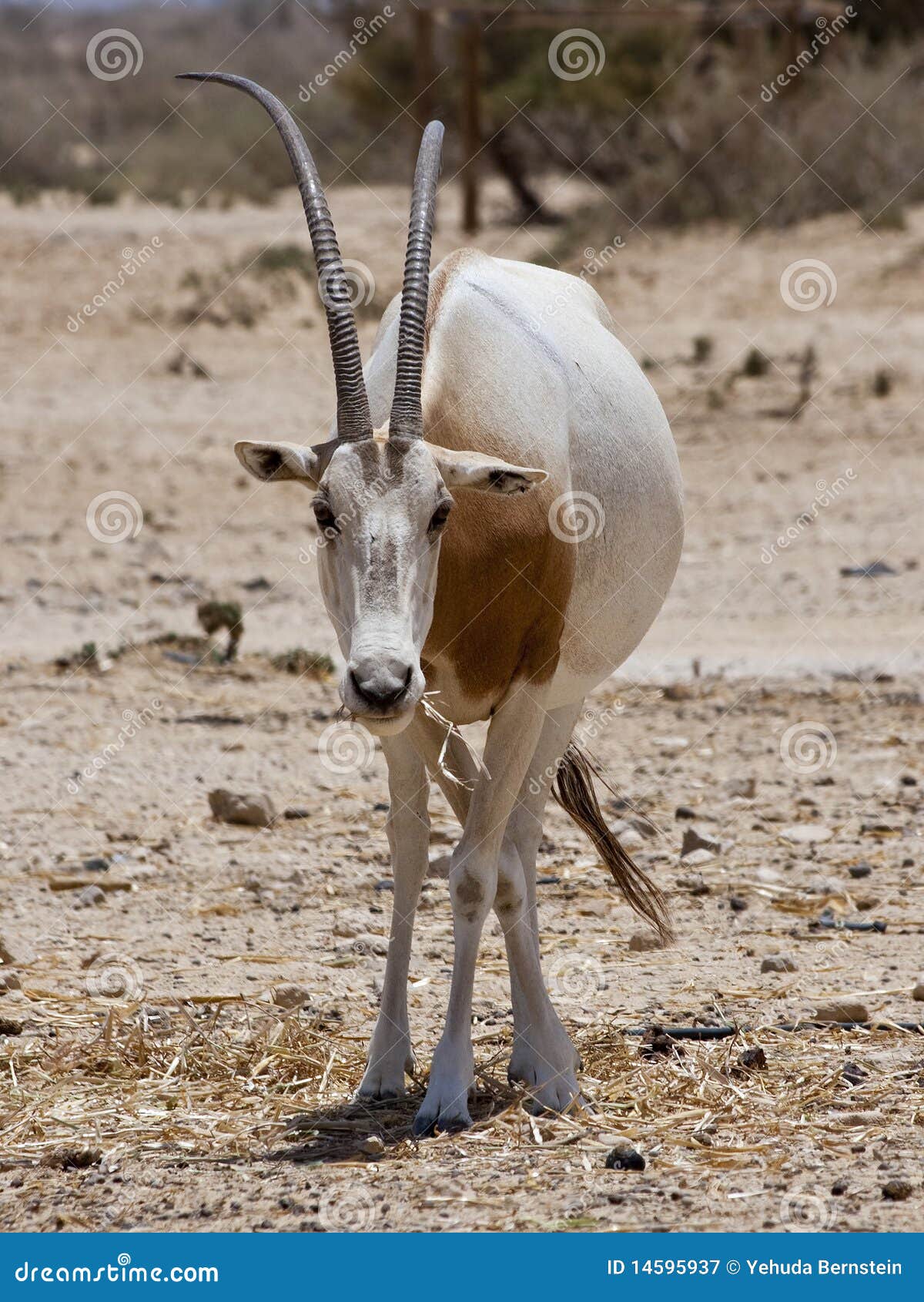 Sahara Oryx stock image. Image of mammals, extinct, horn - 14595937
