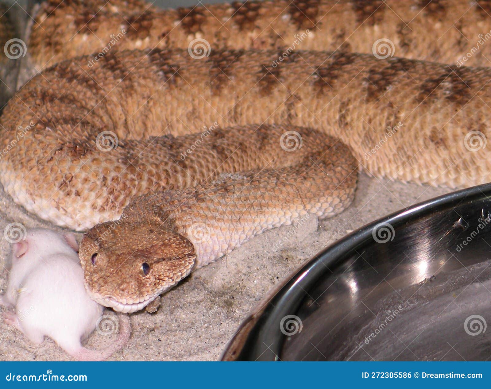 Sahara Sand Viper (Cerastes Vipera) Stock Photo - Image of viper ...