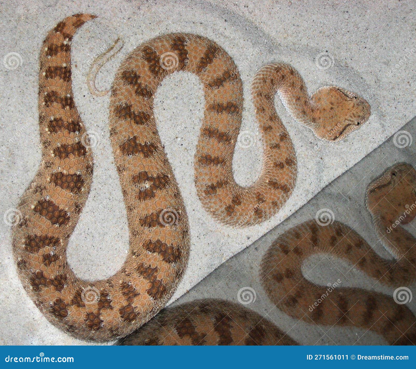 Sahara Sand Viper (Cerastes Vipera) Stock Image - Image of peninsula ...