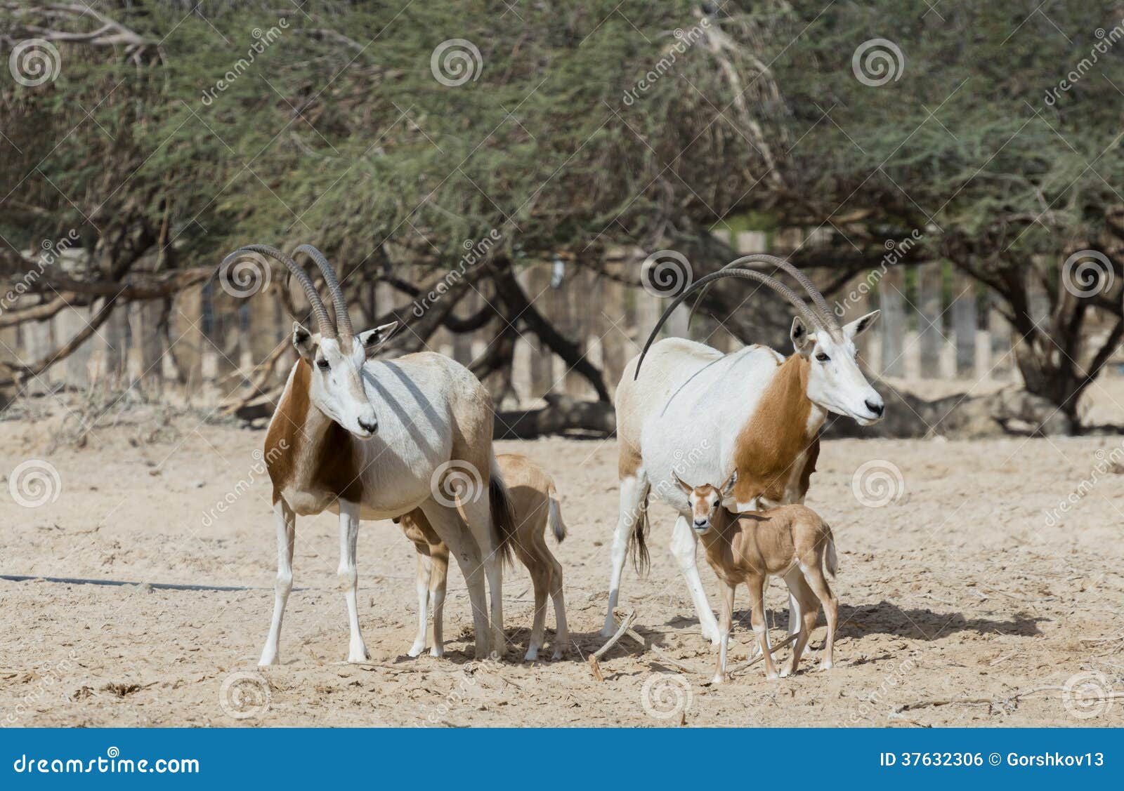 Sahara Scimitar Oryx in Nature Reserve Stock Photo - Image of goat ...