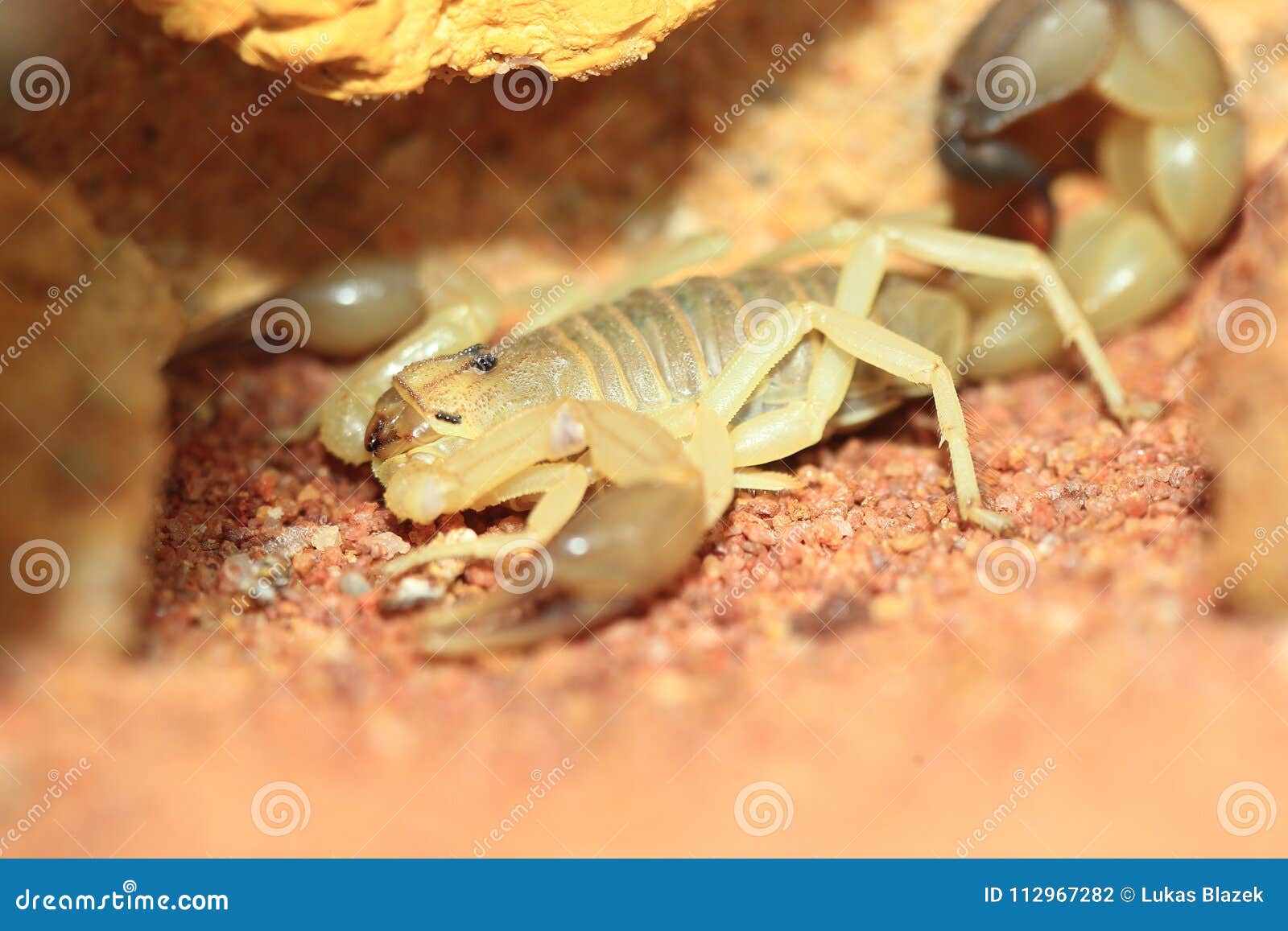 Sahara scorpion stock photo. Image of africa, sahara - 112967282