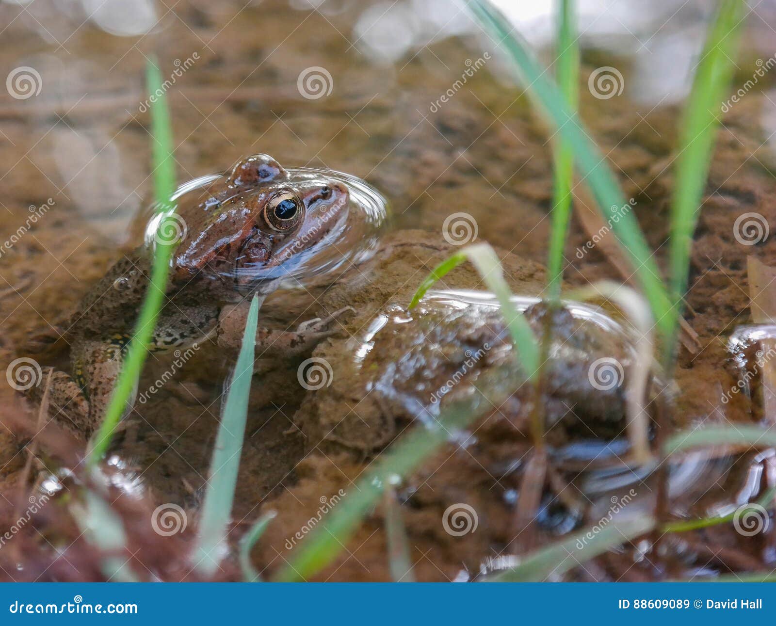 Saharan Frog stock image. Image of saharan, amphibian - 88609089