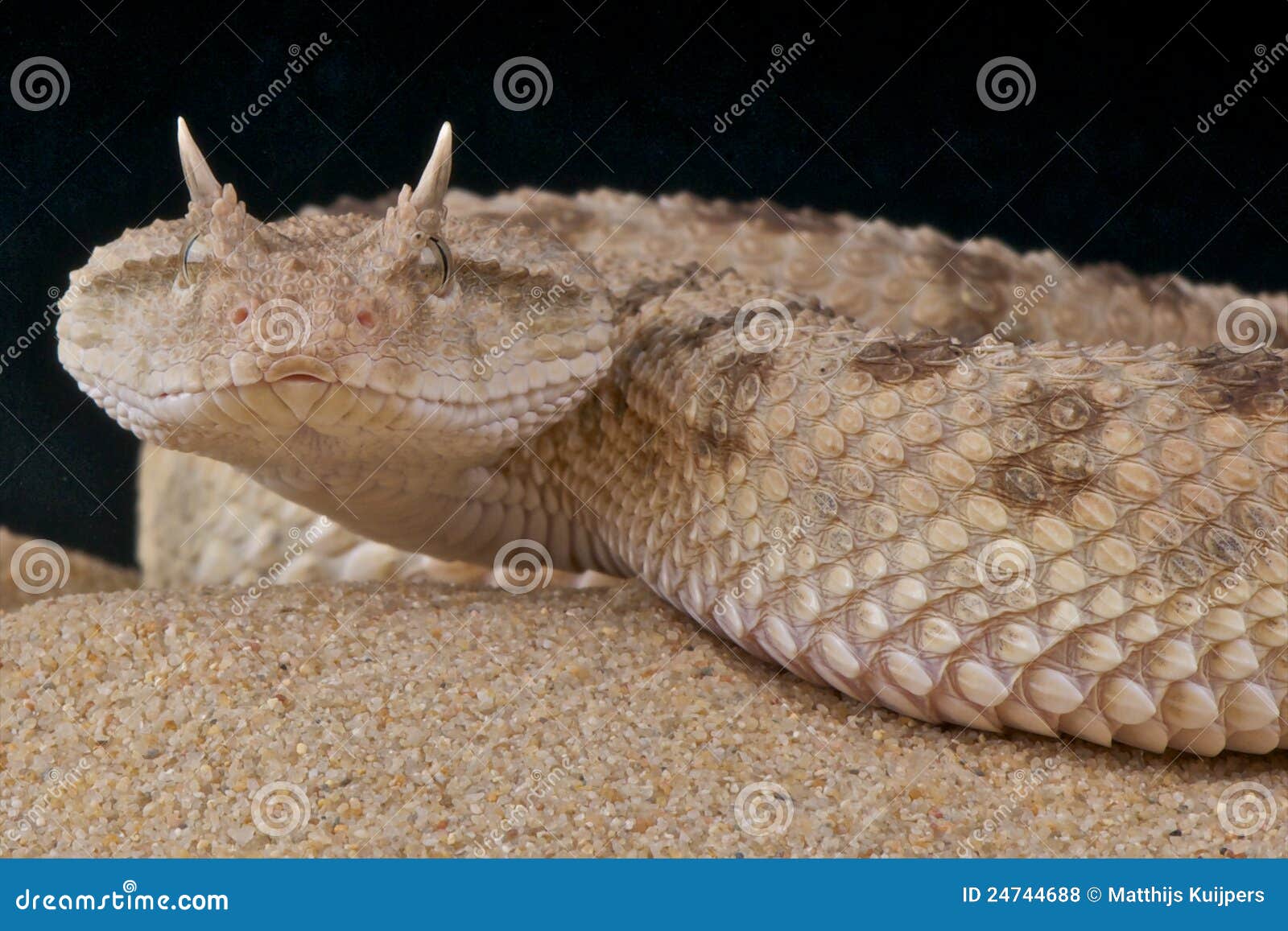 Sahara Desert Horned Viper