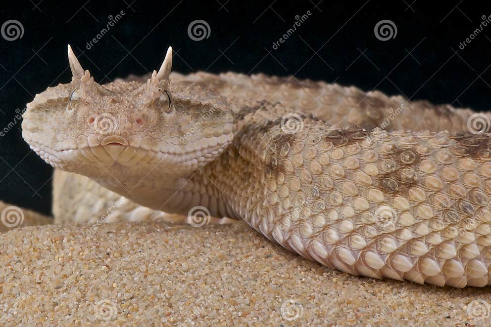 Saharan horned viper stock photo. Image of chad, algeria - 24744688