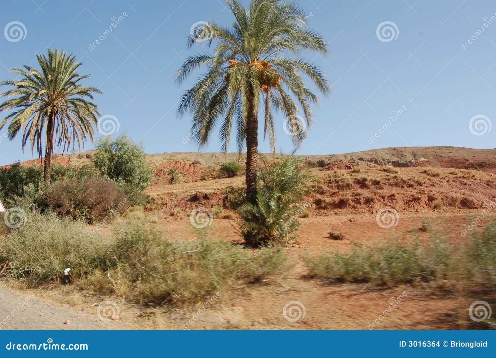 Saharan Oasis stock photo. Image of sand, arab, palm, solitary - 3016364