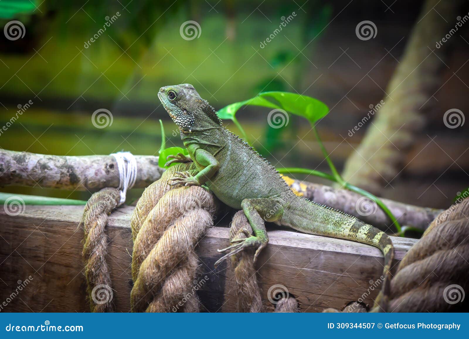 Saharan Spiny Tailed Lizard Stock Image - Image of sarawak, nature ...